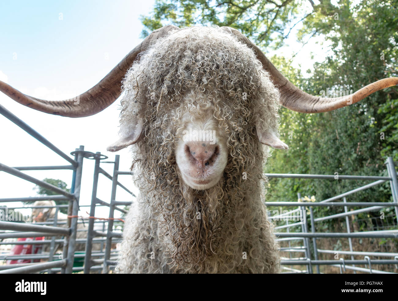 Angora goat at a local show Stock Photo - Alamy