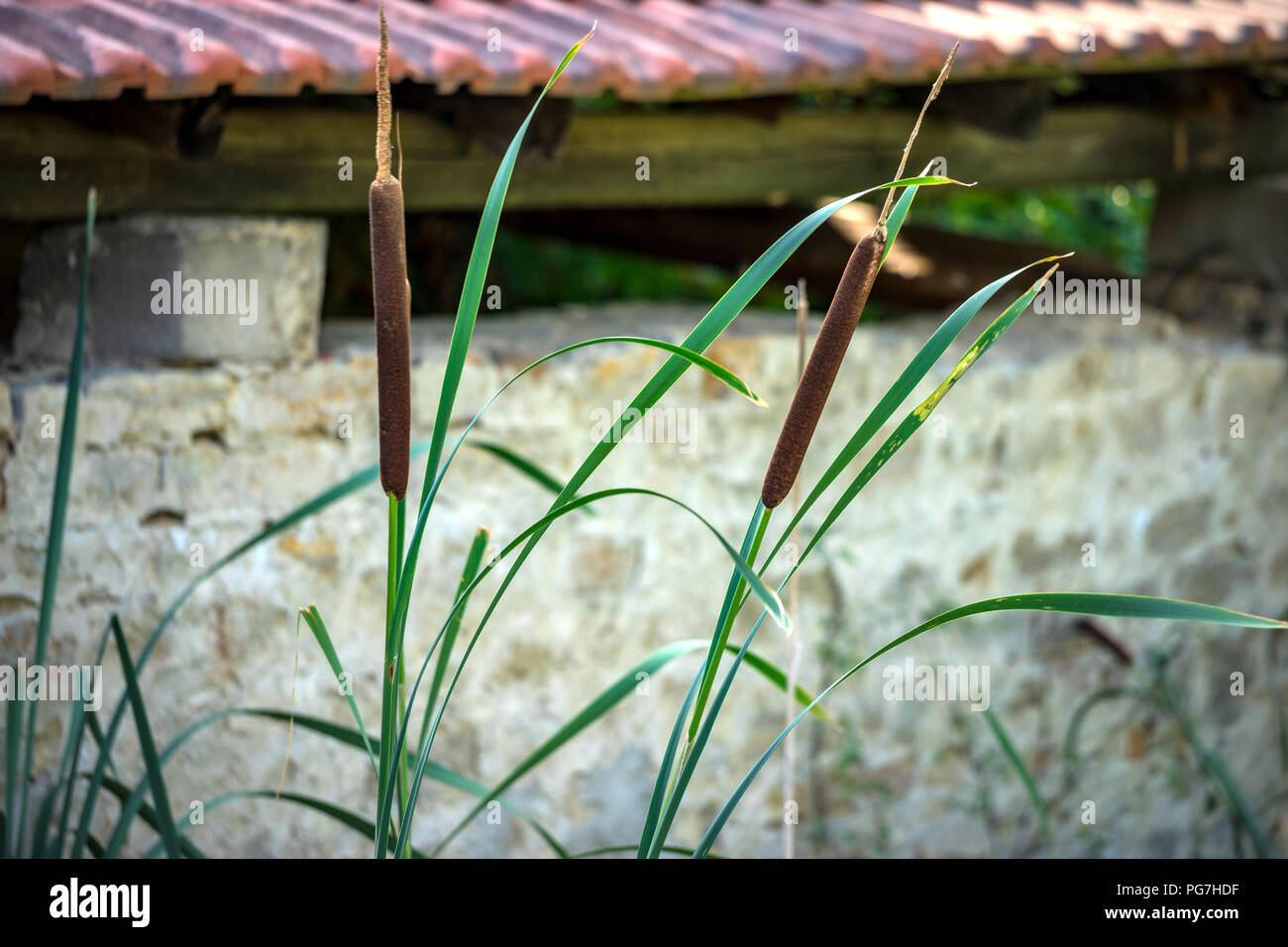 Freshness in nature hi-res stock photography and images - Alamy