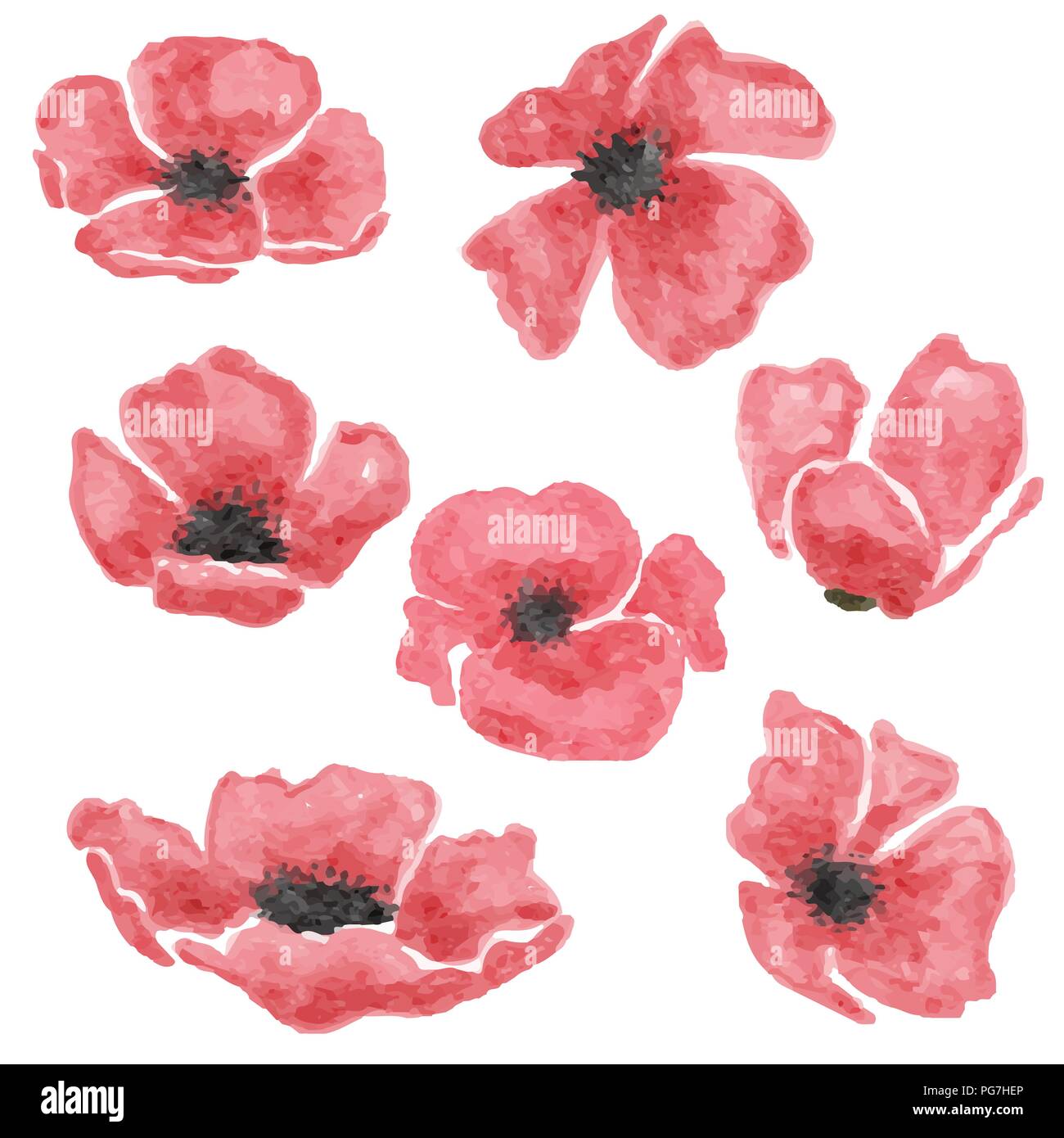 watercolor poppy flowers set isolated on white background, vector ...