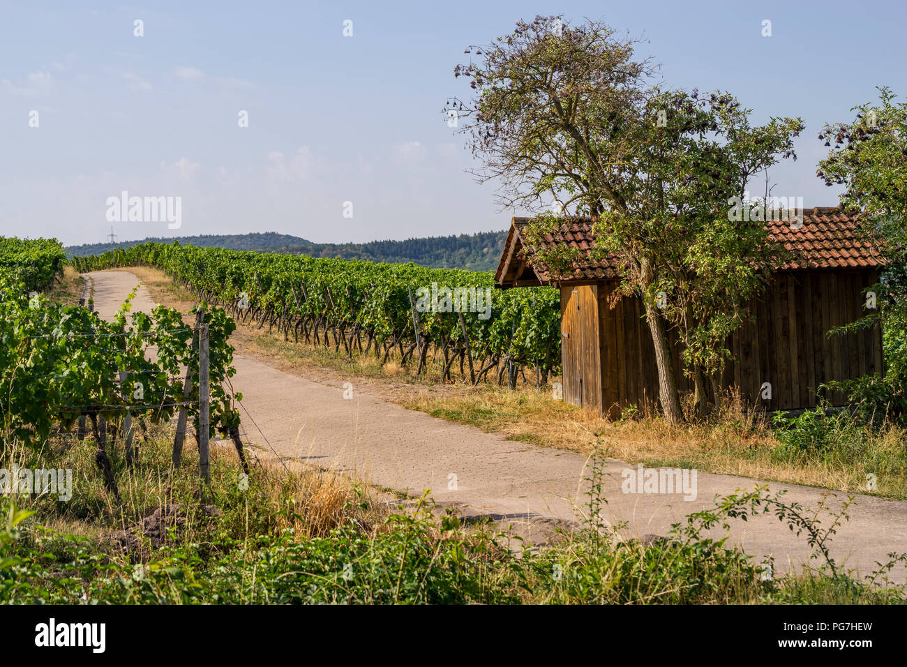 Rural landscape view to the German vineyards Stock Photo - Alamy