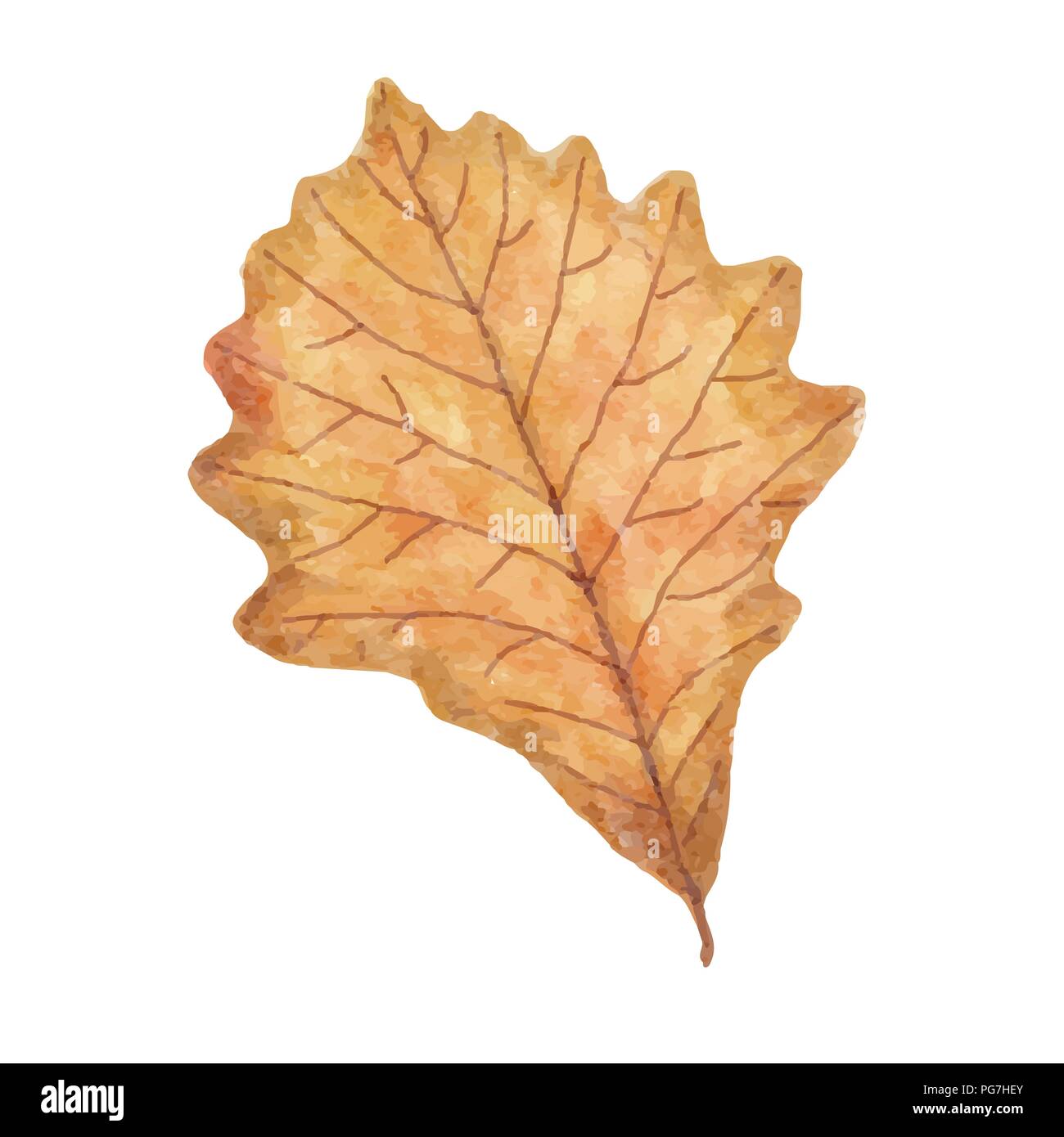 Watercolor autumn leaf isolated on white background, vector format ...