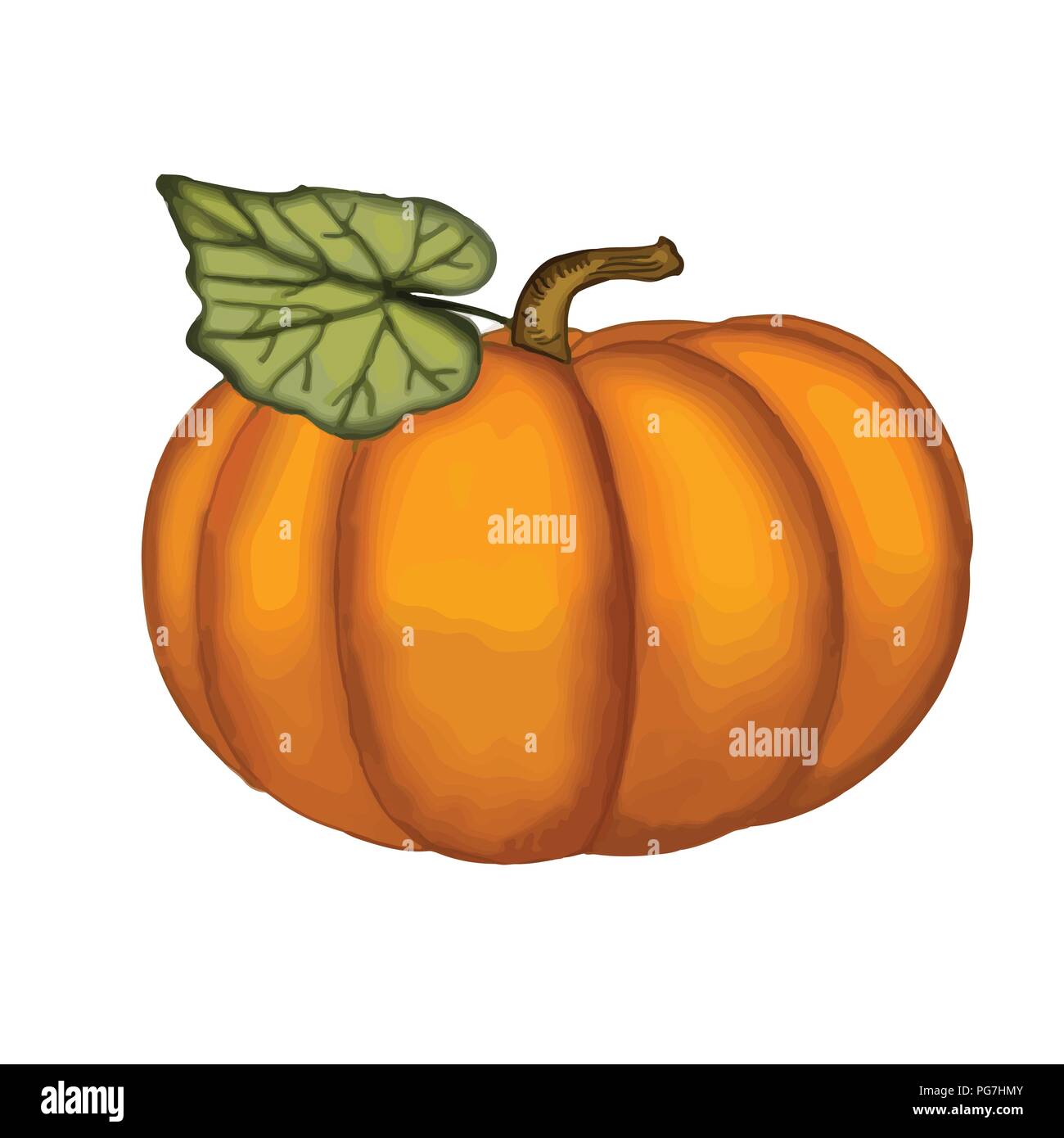 Hand drawn watercolor pumpkin, vector format Stock Vector Image & Art ...