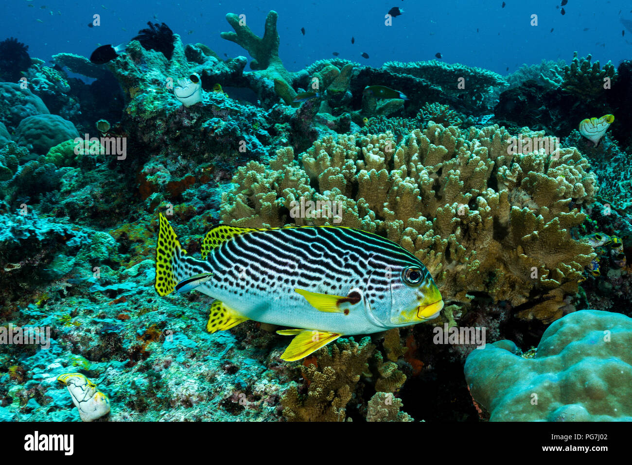 Blue fish big lips hi-res stock photography and images - Alamy