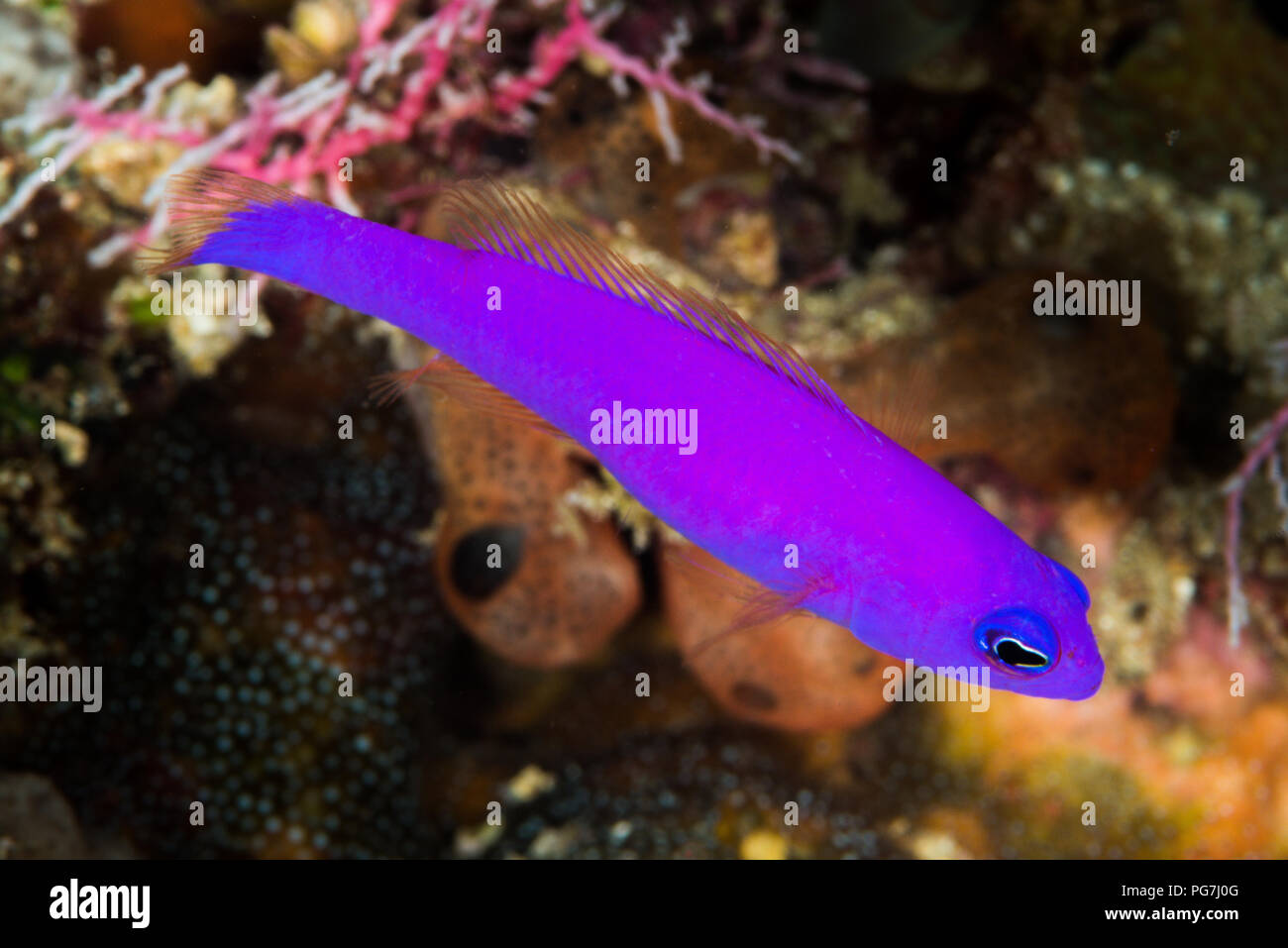 Pictichromis High Resolution Stock Photography and Images - Alamy