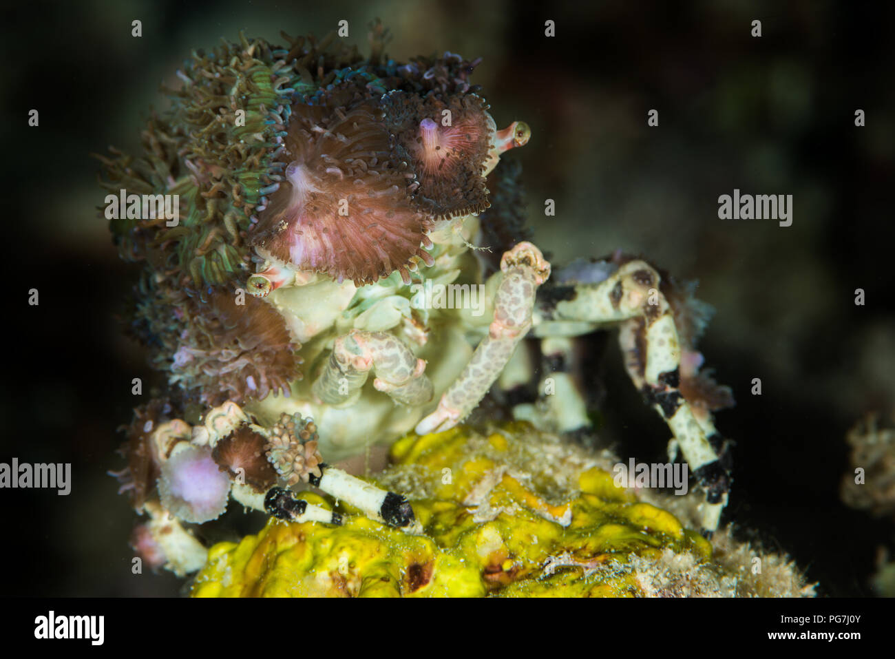Corallimorph crab hi-res stock photography and images - Alamy