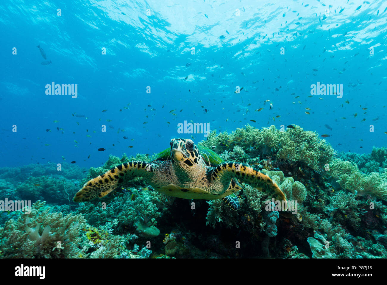 Loggerhead sea turtle swimming hi-res stock photography and images - Alamy
