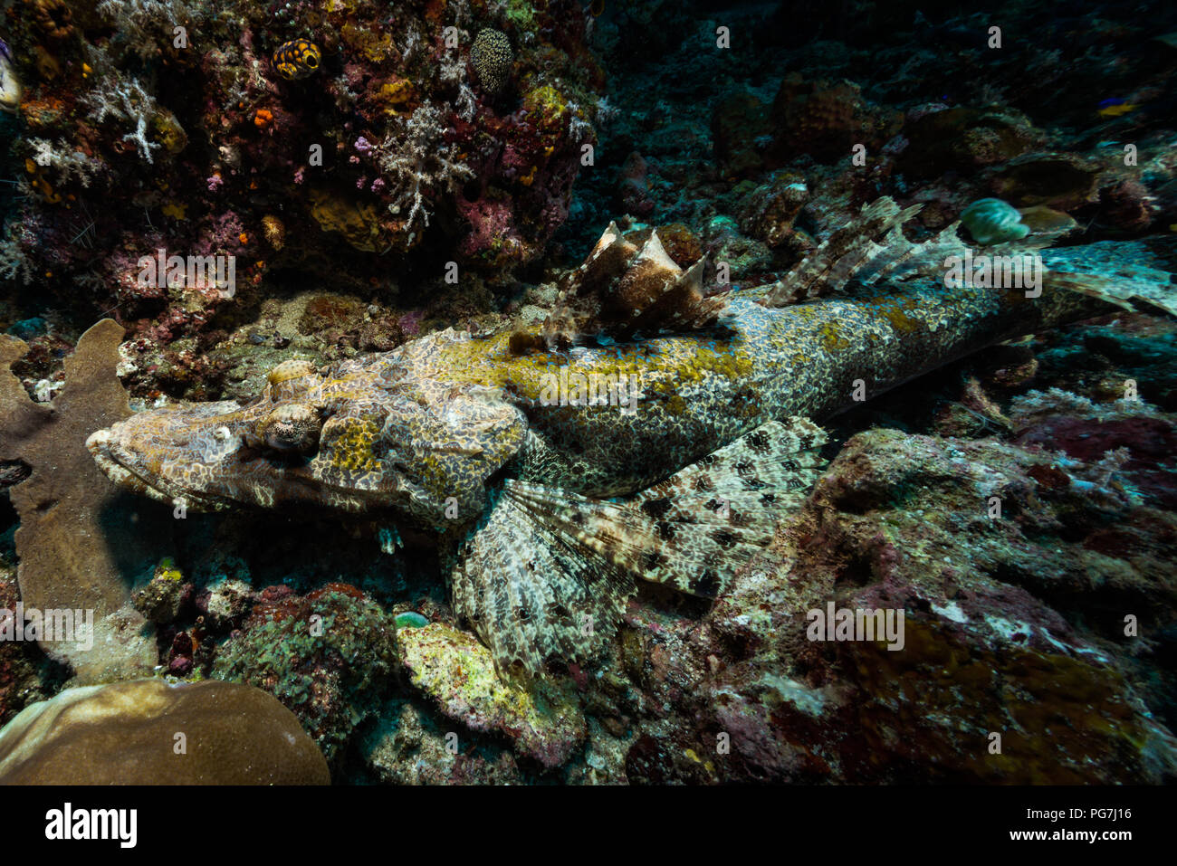 Fringe eyed hi-res stock photography and images - Alamy