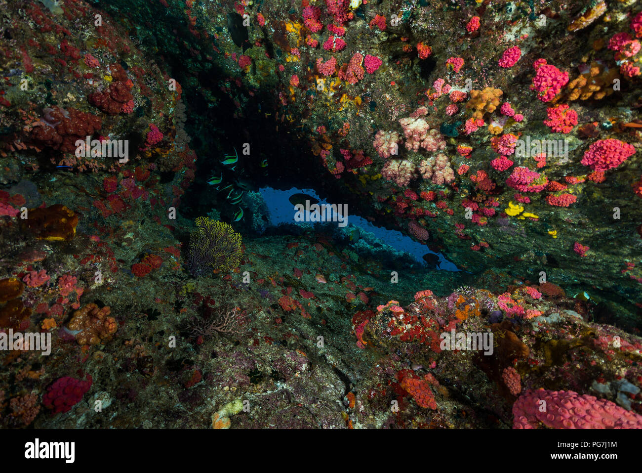 opening crack cave in a colorful coral reef with fish Stock Photo - Alamy