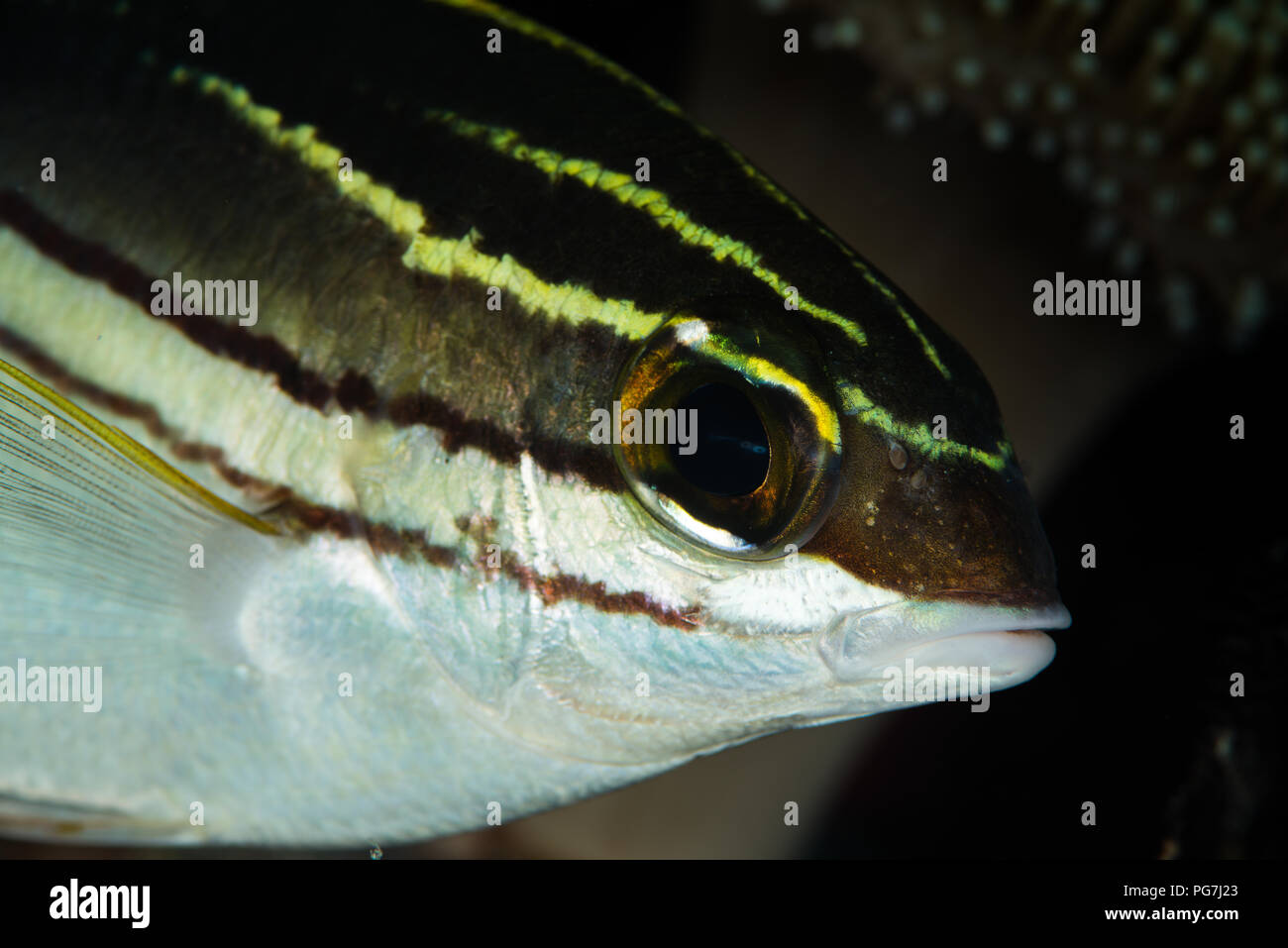 Monocle bream fish hi-res stock photography and images - Alamy