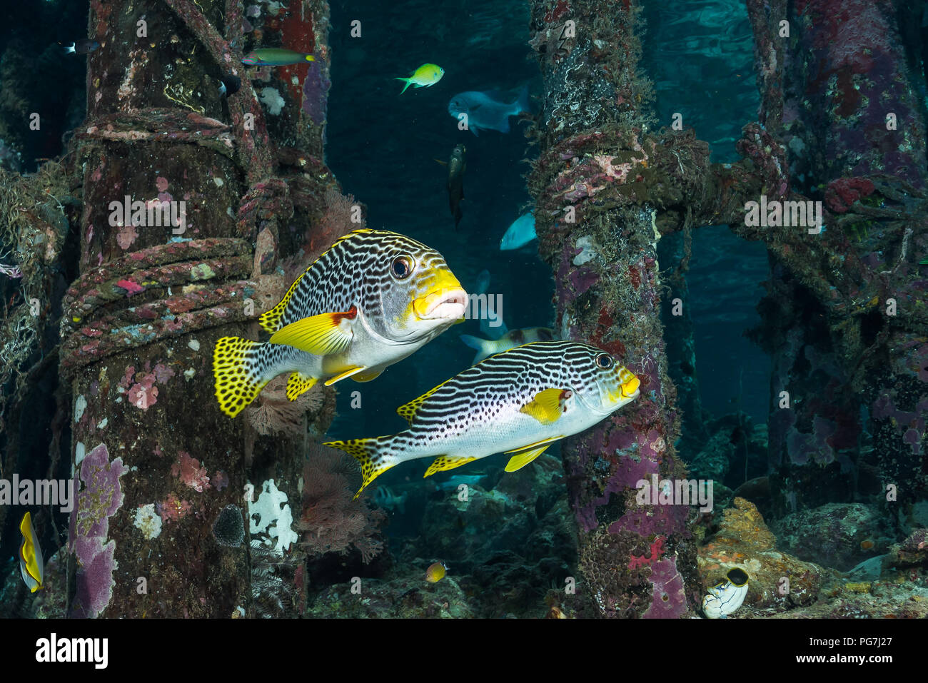 Yellow banded sweetlips fish hi-res stock photography and images - Alamy