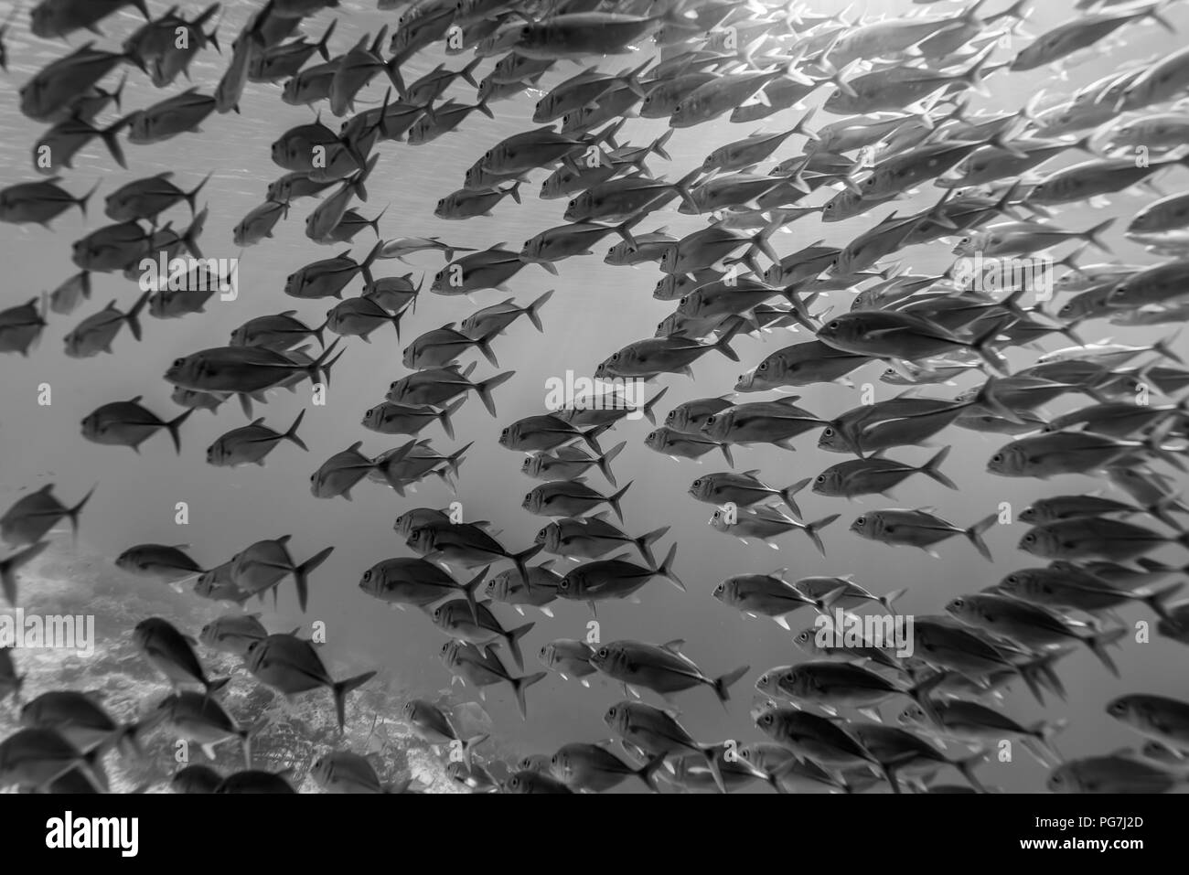 School of fish Black and White Stock Photos & Images - Alamy
