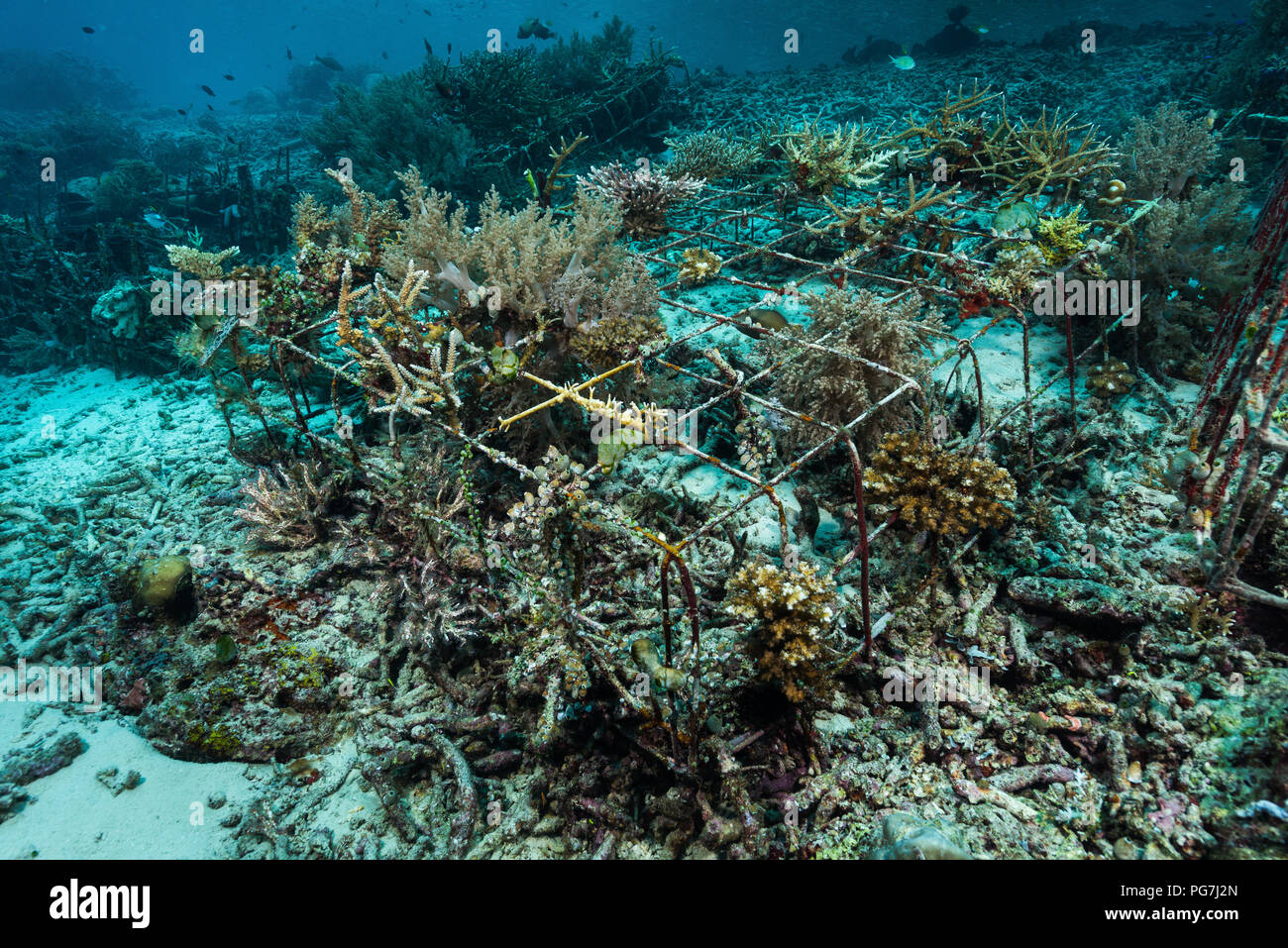 Artificial ecosystem aquatic hi-res stock photography and images - Alamy
