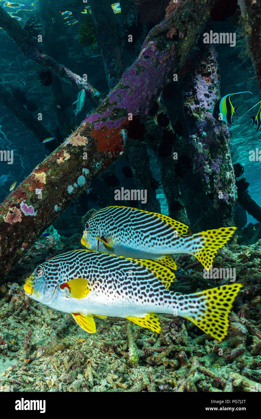 Yellow banded sweetlips fish hi-res stock photography and images - Alamy