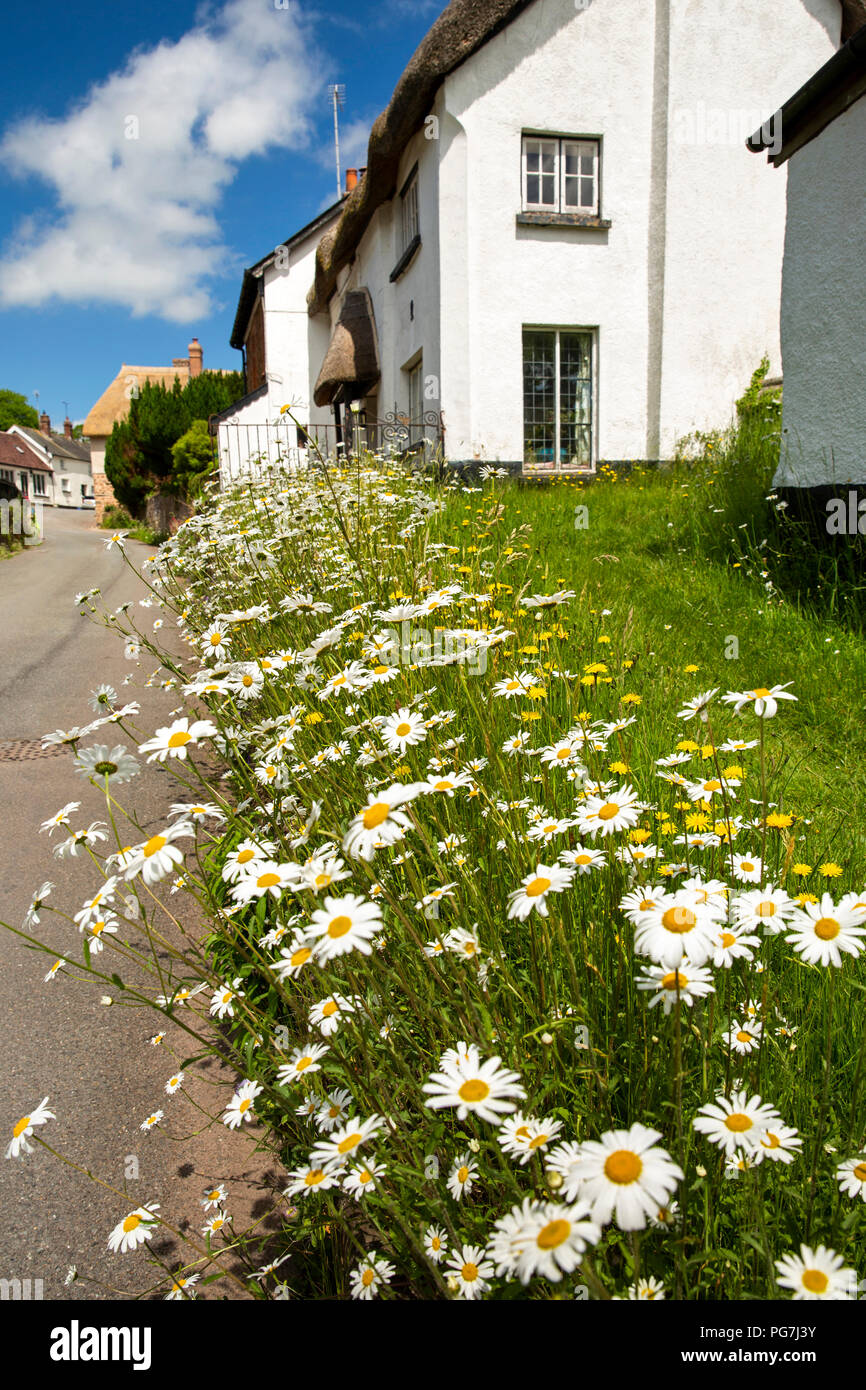 Wild flowers roadside uk hi-res stock photography and images - Alamy