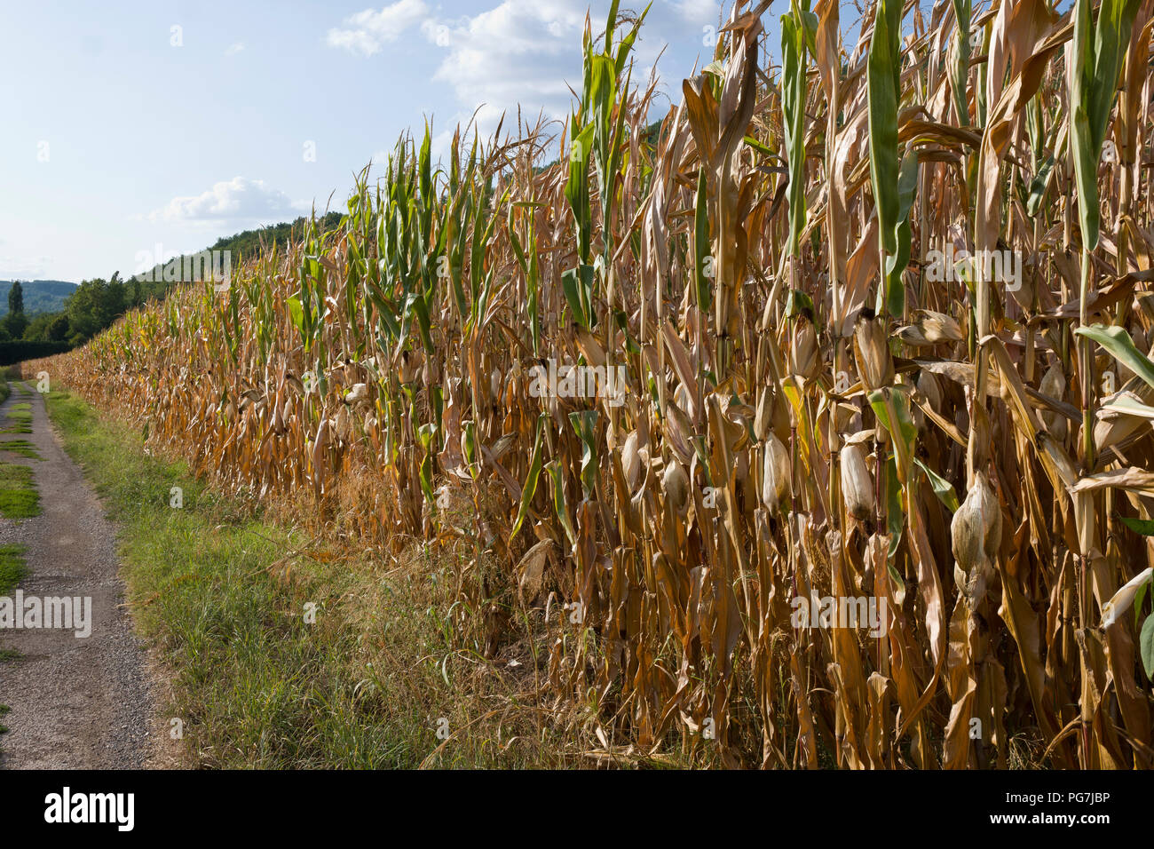 Parched corn hi-res stock photography and images - Alamy