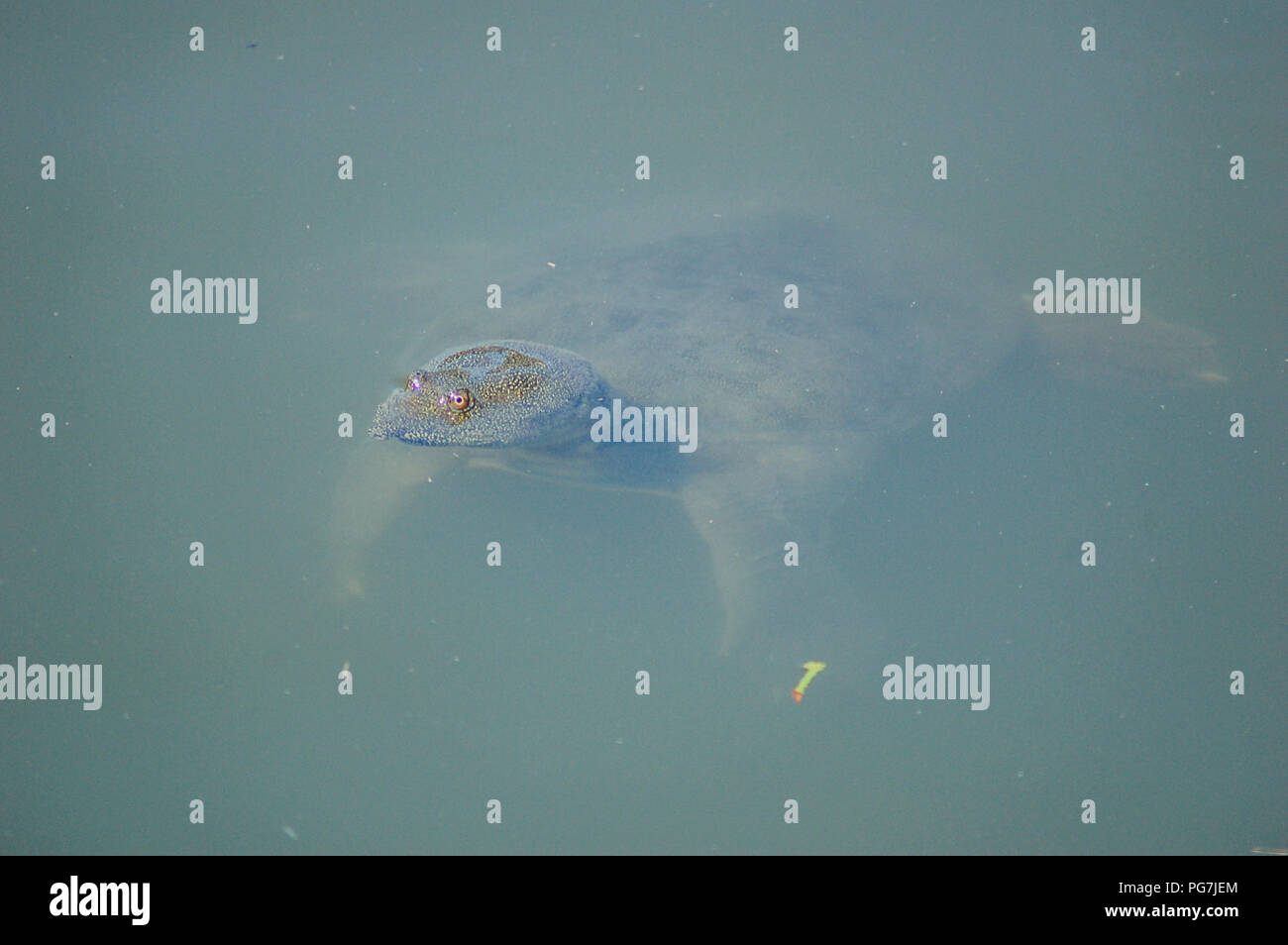 Weird Turtle In A Pond Stock Photo - Alamy