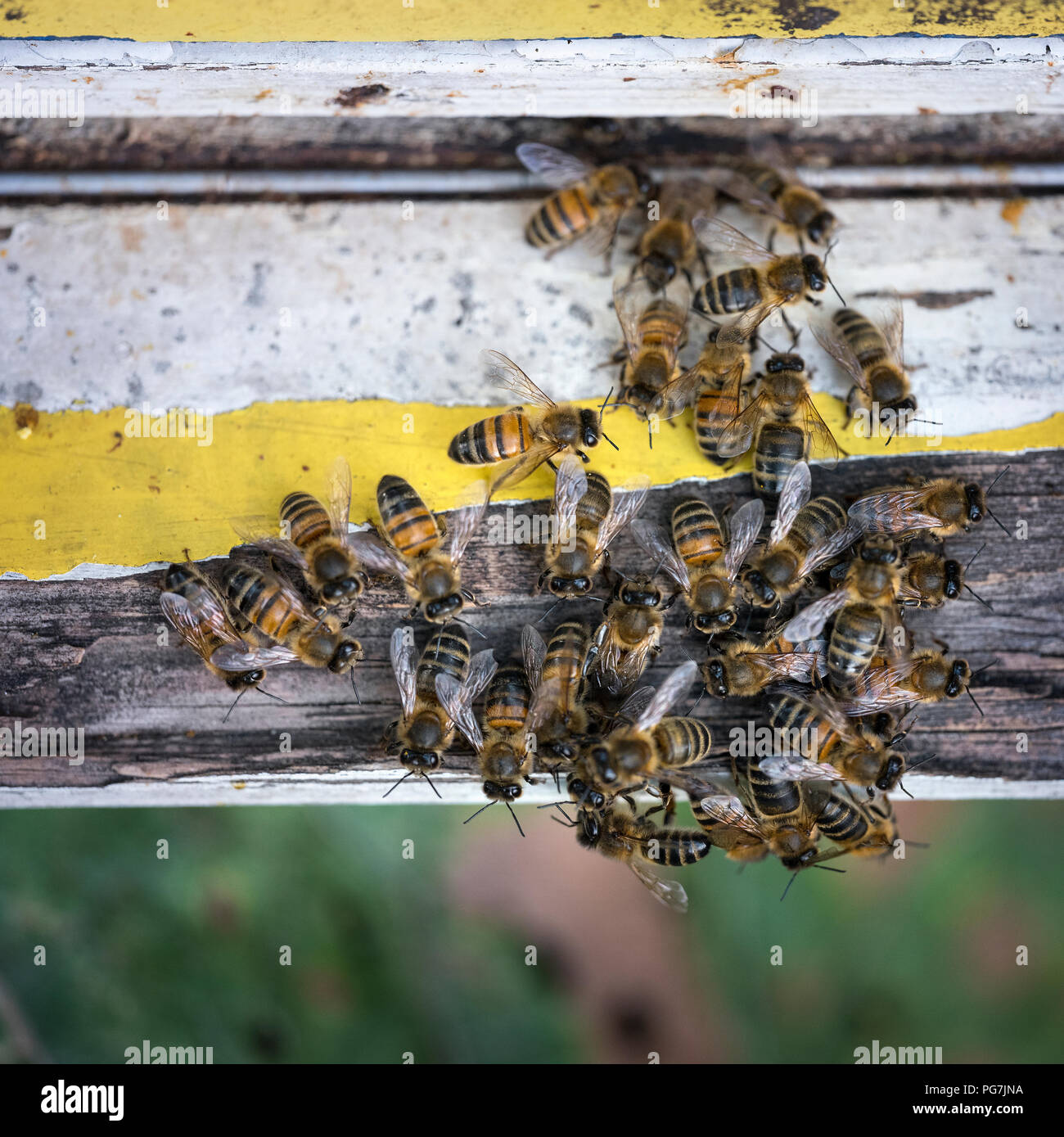 lot of bees crawl together on yellow and white painted wood at entrance ...