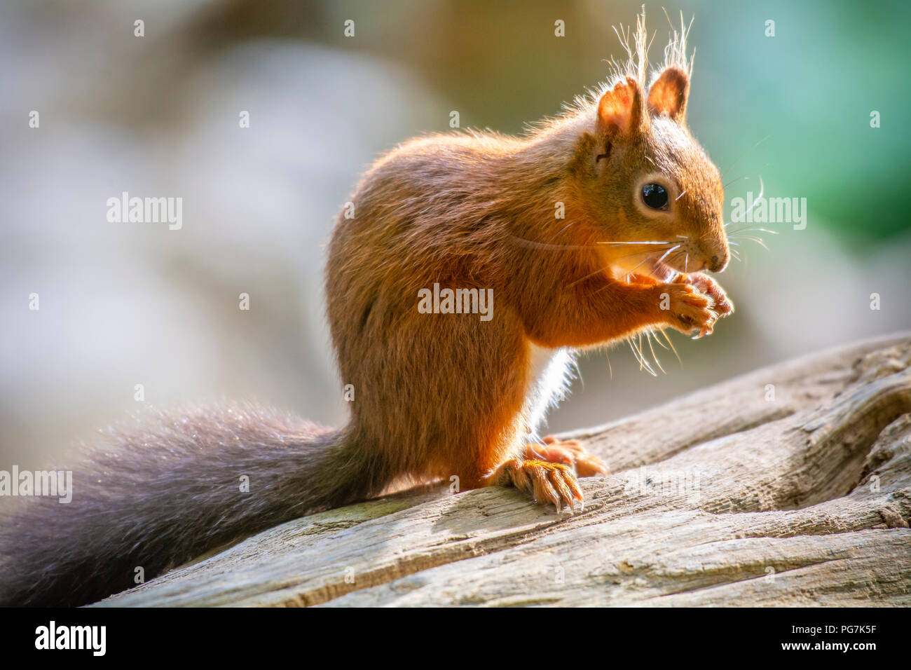 Red Squirrel, Brownsea Island, England Stock Photo - Alamy