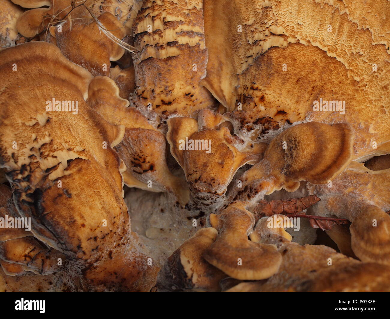 Bracket mushroom hi-res stock photography and images - Alamy
