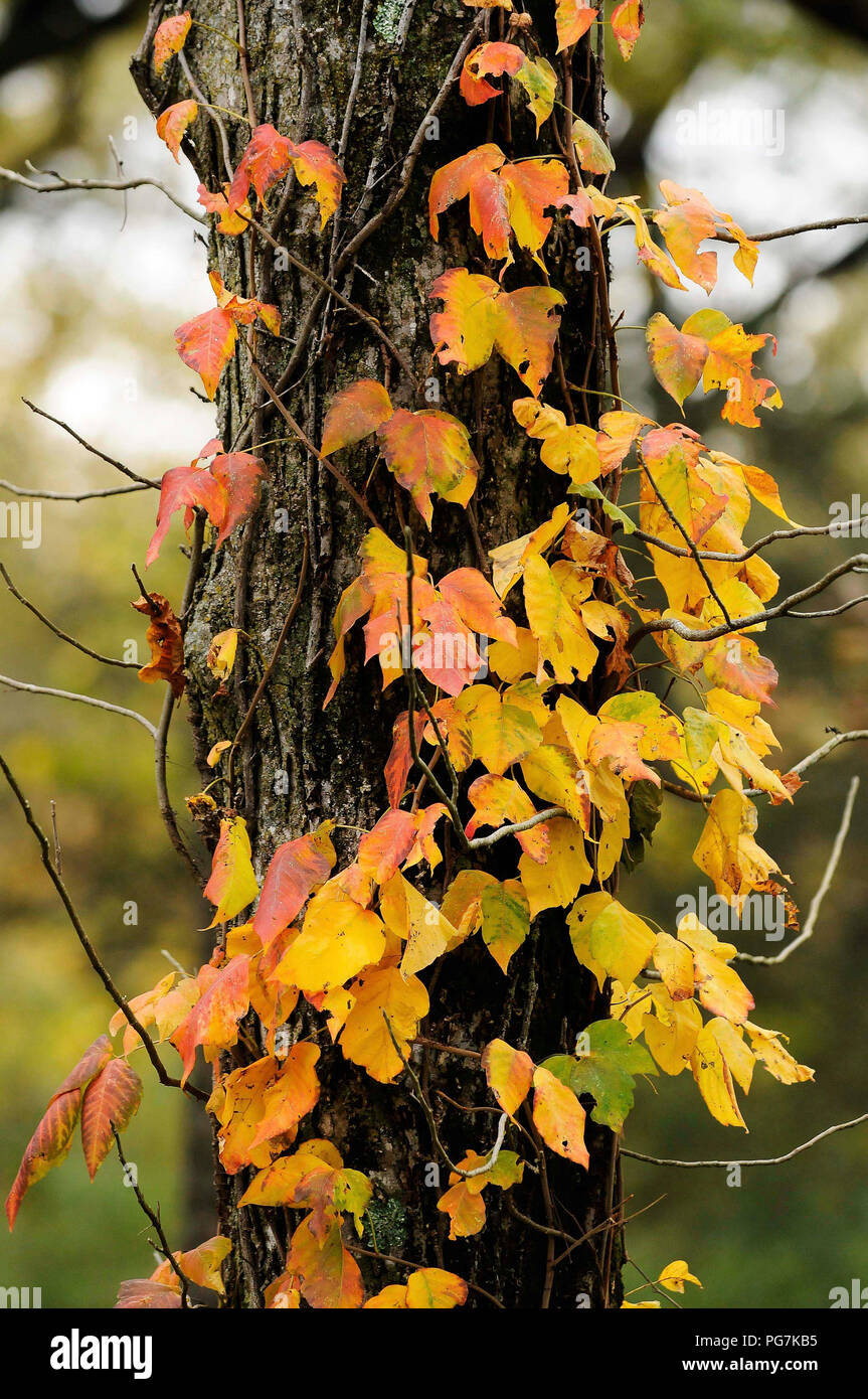 Autumn leaves growing from the trunk of a maple tree Stock Photo - Alamy