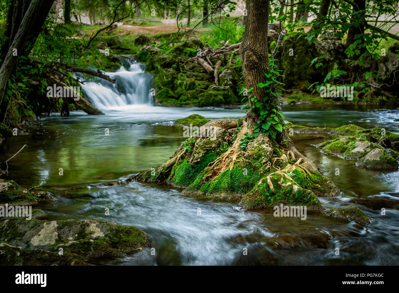 Small tree growing in river with falling small cascade in long exposure ...