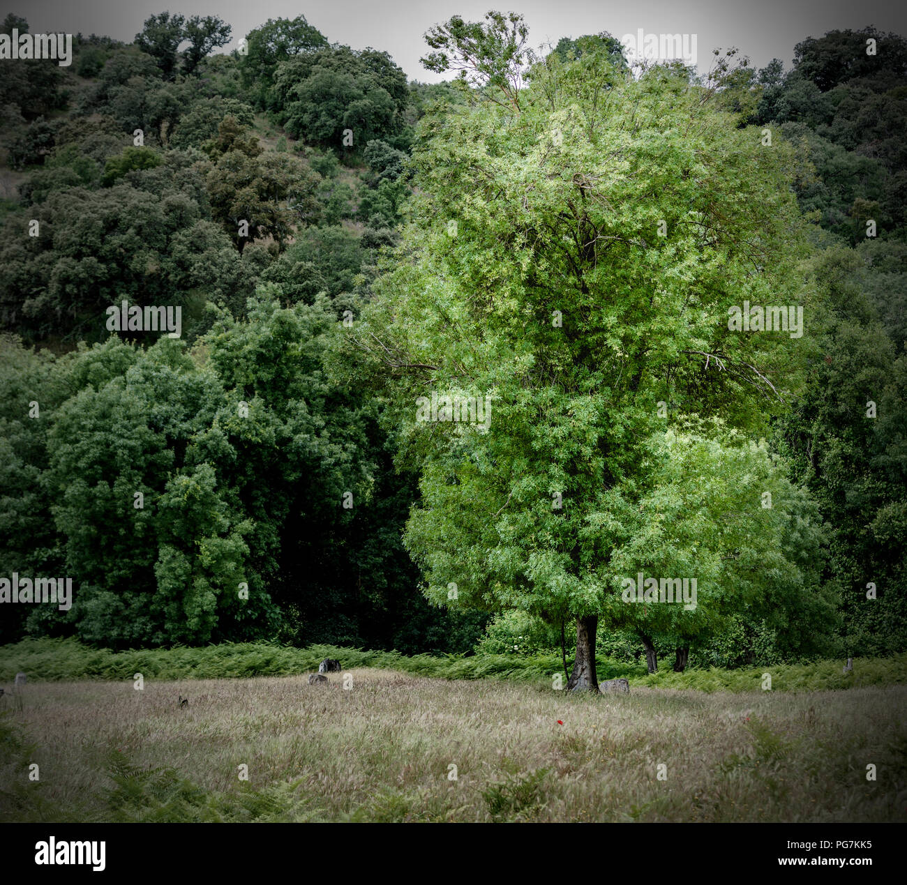 Big tree with green lush growing on lawn at the forest Stock Photo - Alamy