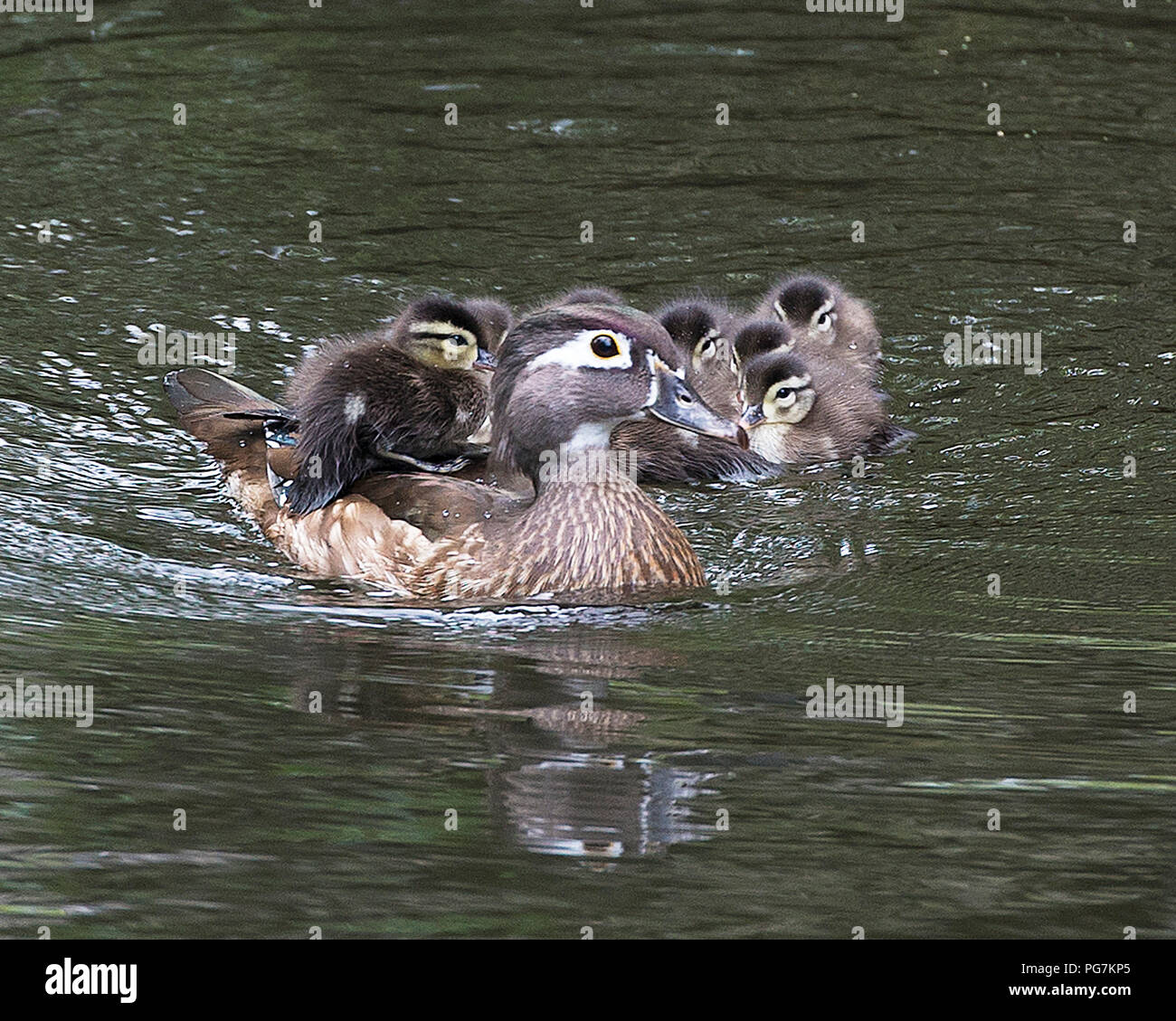 Duck profile photo hi-res stock photography and images - Alamy