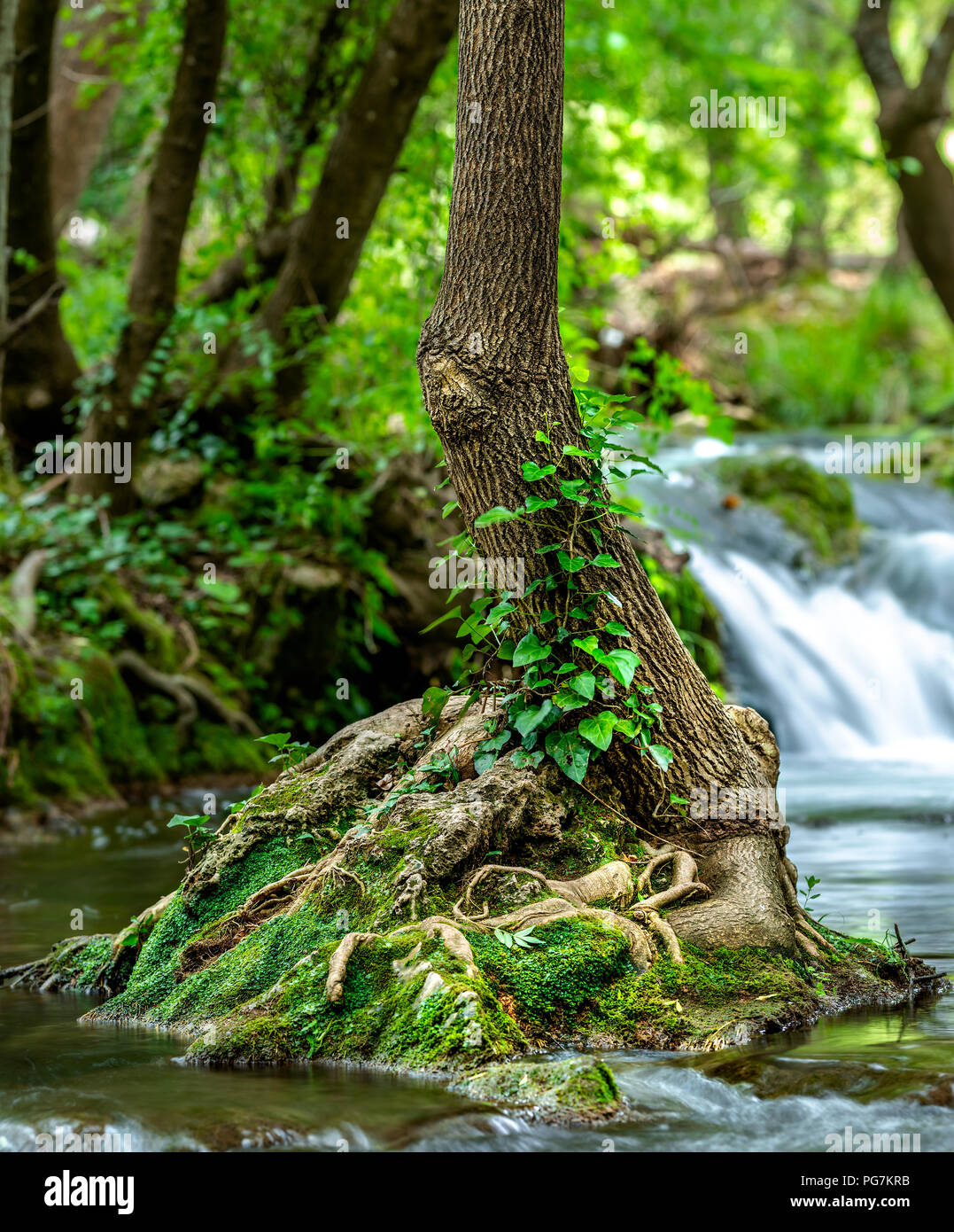 Small tree growing in river with falling small cascade in long exposure ...