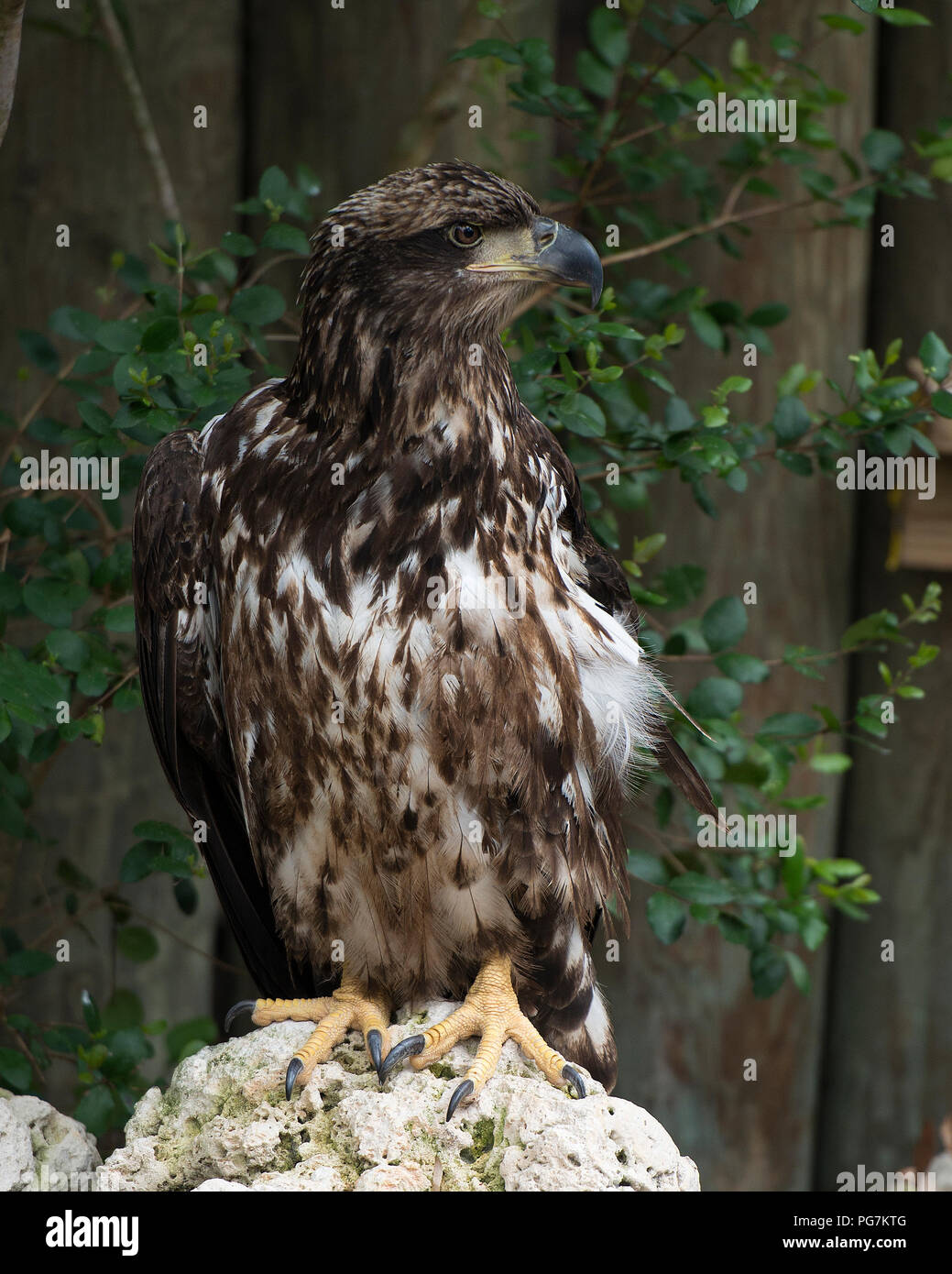 Eagle bird juvenile perched on a log with background foliage in his ...
