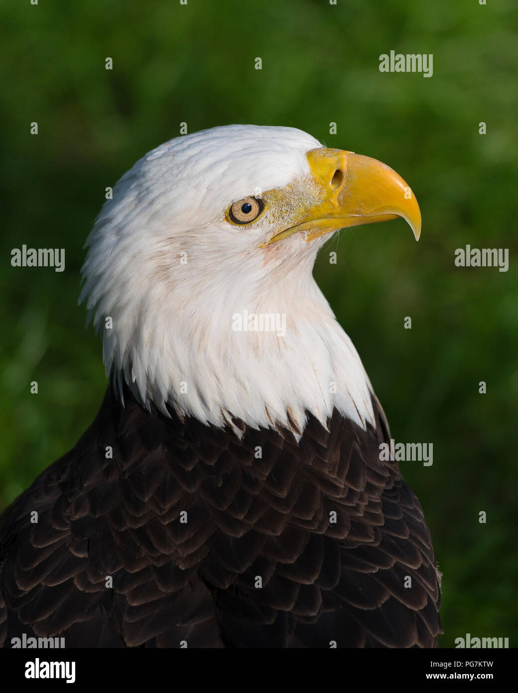 Profile head eye hi-res stock photography and images - Alamy
