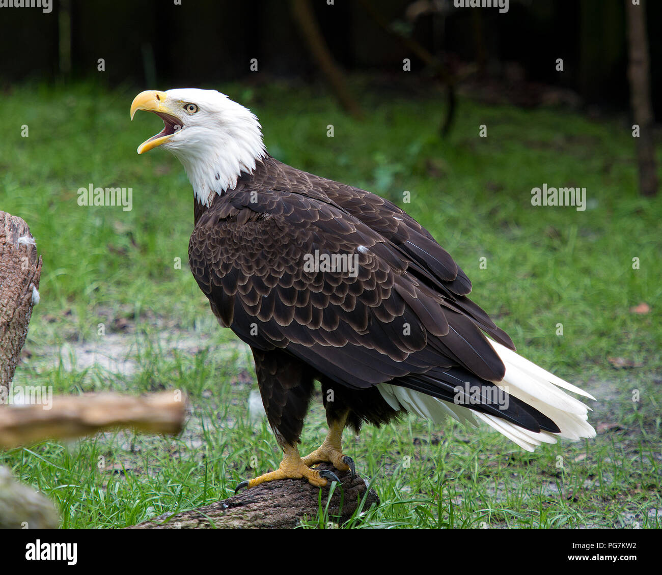 Bald Eagle bird close-up shouting, with a foliage background and ...