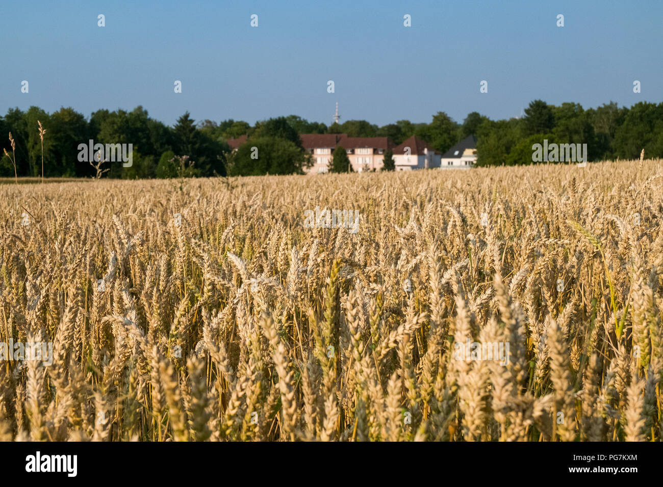 Wheat field, forest and farmer house, Germany Stock Photo - Alamy