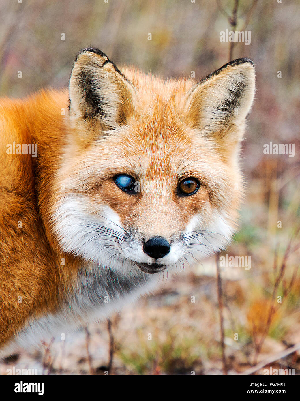 Fox red fox with one blind eye hi-res stock photography and images - Alamy