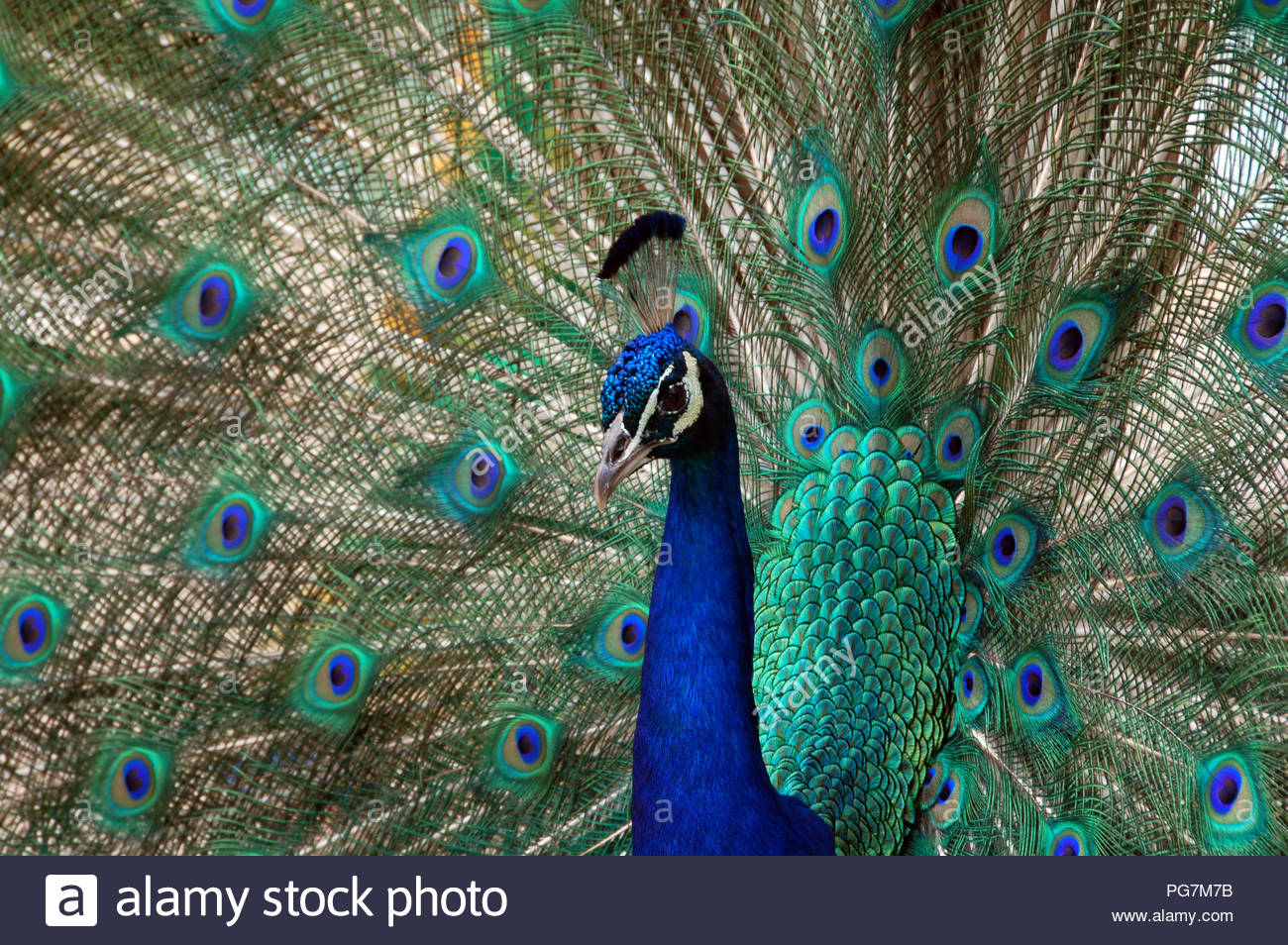 Peacock And Peahen High Resolution Stock Photography and Images - Alamy