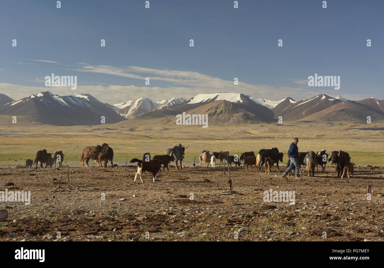 Yaks in front of the Afghan Great Pamir Range, Kara Jilga, Tajikistan ...