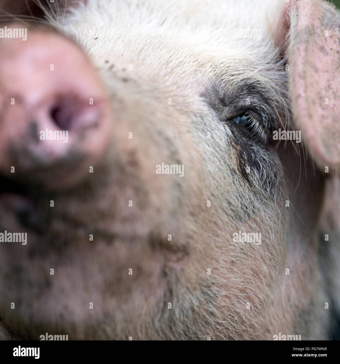 closeup of pink pig head with half closed eye Stock Photo - Alamy