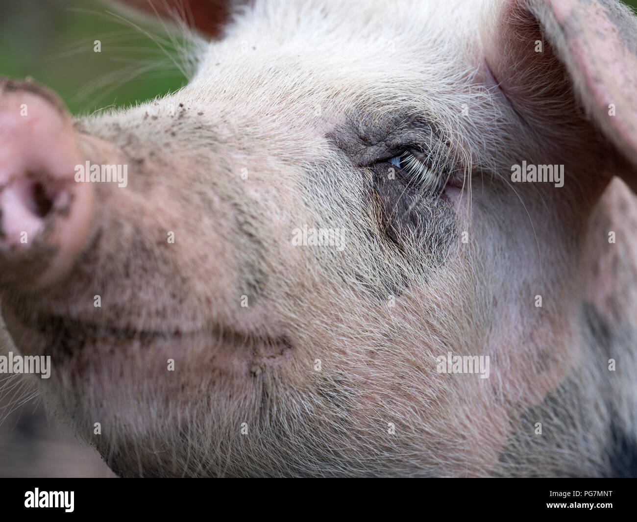 closeup of pink pig head with half closed eye Stock Photo - Alamy