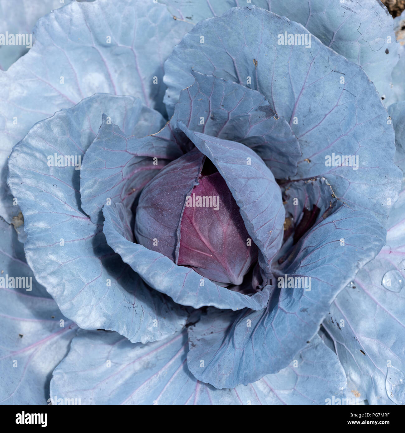 closeup of organic red cabbage in garden Stock Photo - Alamy
