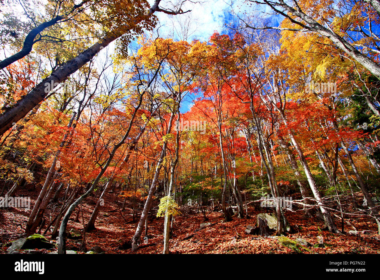 Colorful view of autumn foliage in Shobugahama walking trail at Lake ...