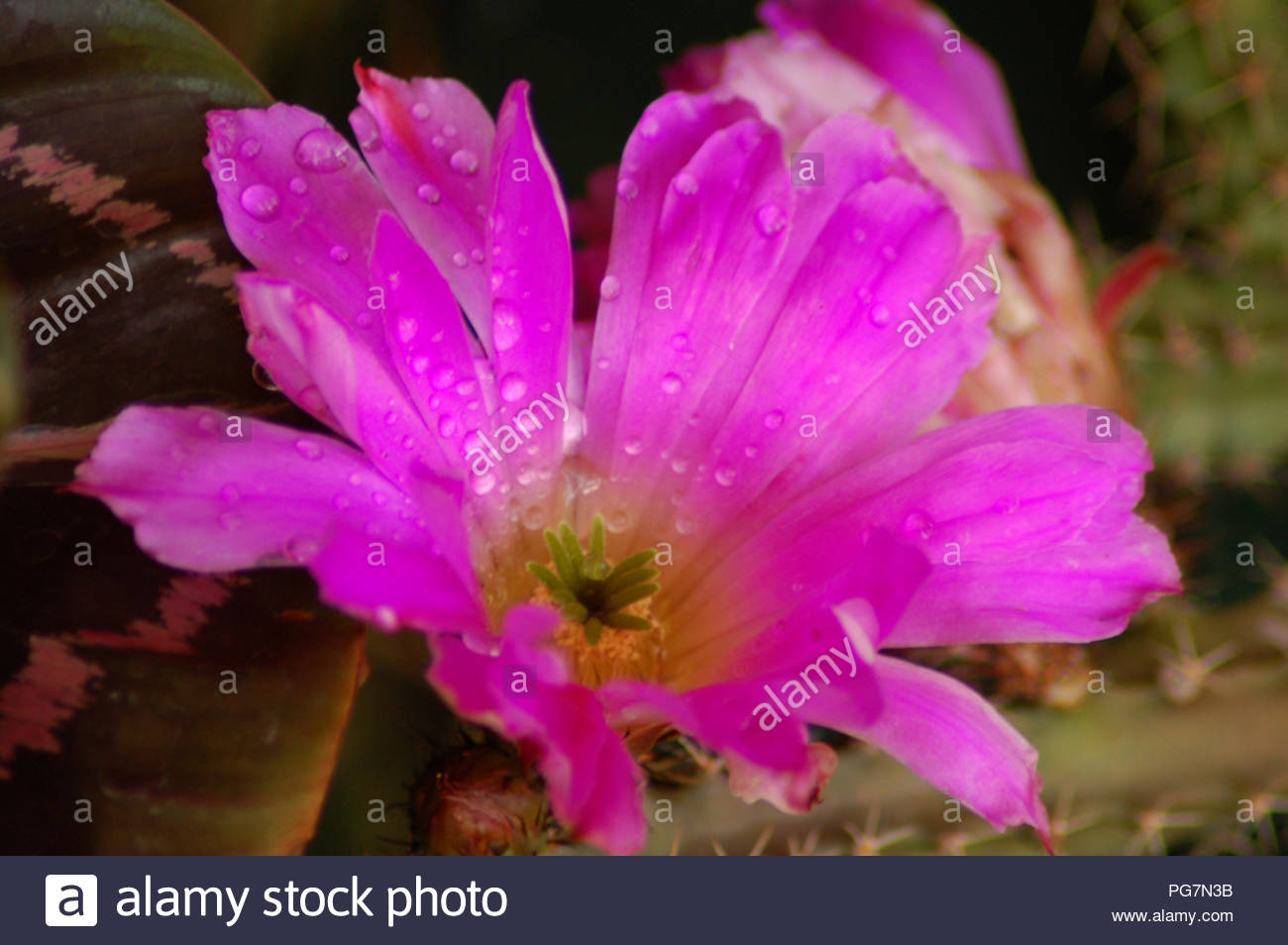 Epiphyllum Oxypetalum Stock Photos & Epiphyllum Oxypetalum Stock Images ...