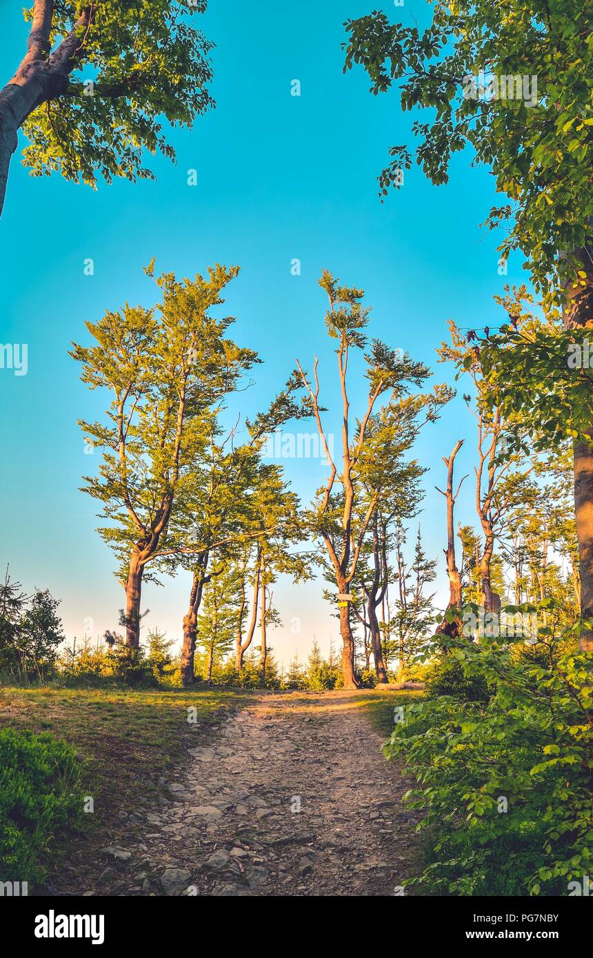 Beautiful spring landscape. Road on the mountain trail Stock Photo - Alamy