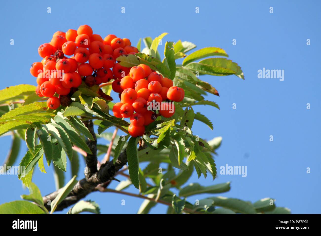 Sorbus aria berries hi-res stock photography and images - Alamy