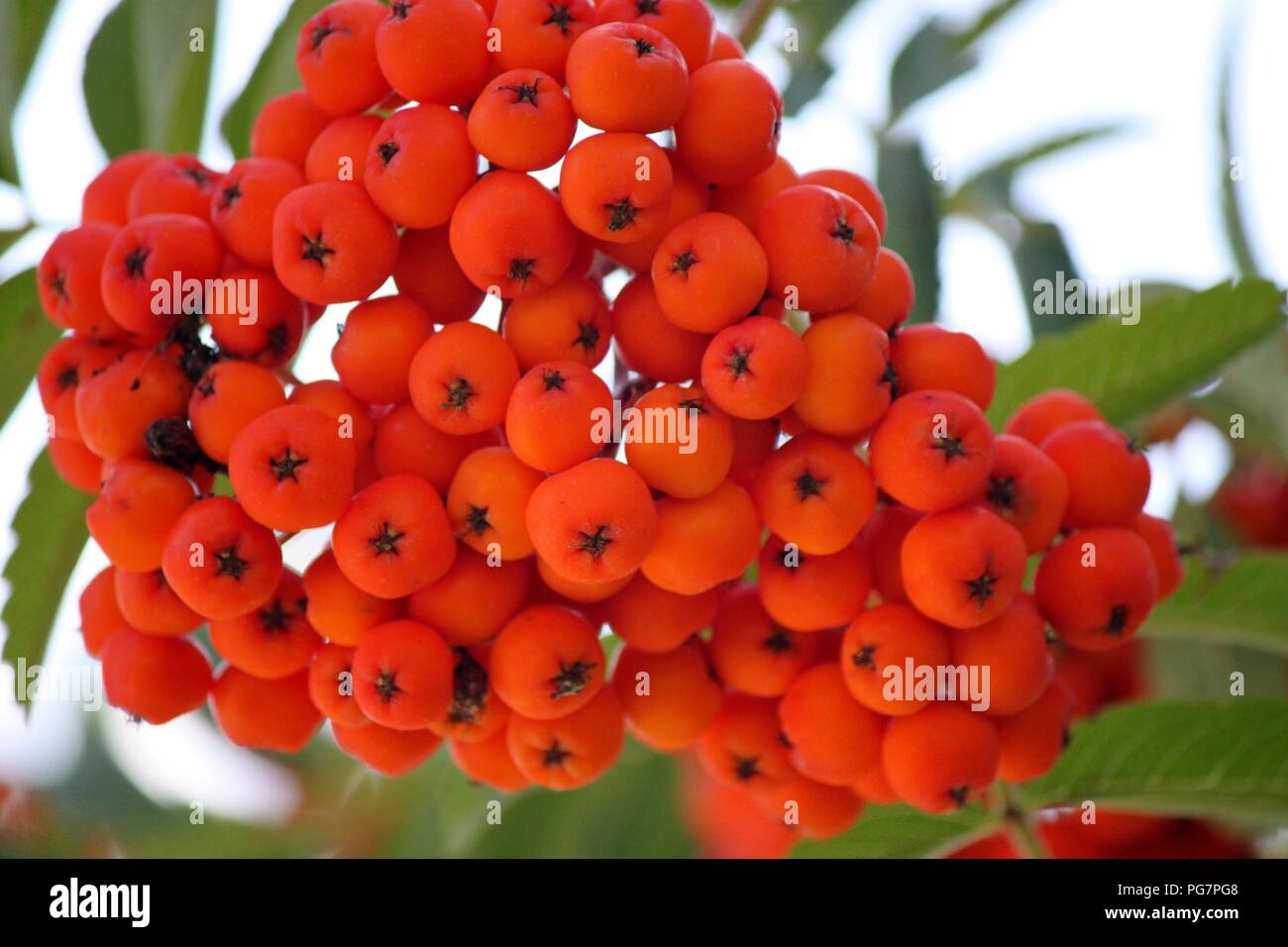 Sorbus aria berries hi-res stock photography and images - Alamy
