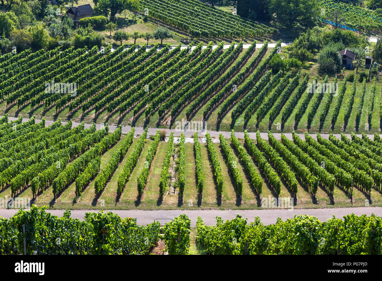 vineyards background landscape Stock Photo - Alamy