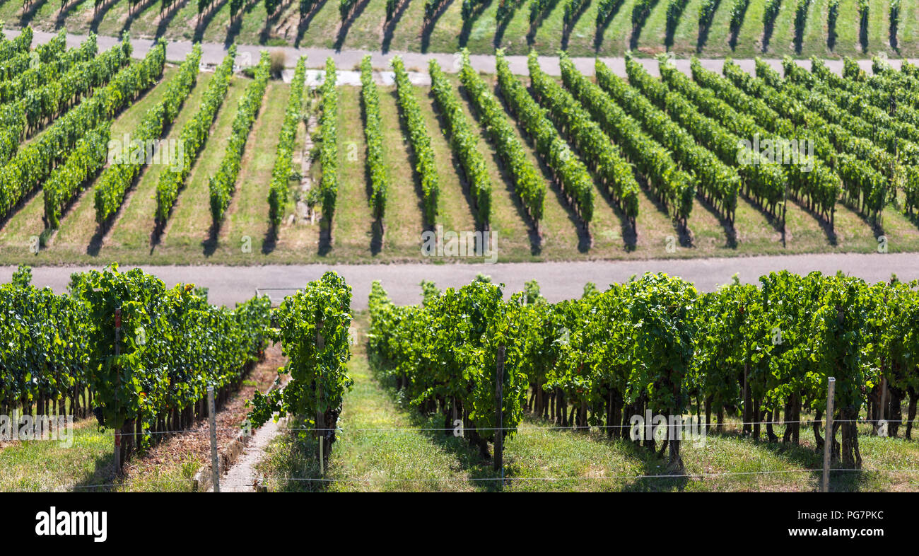vineyards background landscape Stock Photo - Alamy