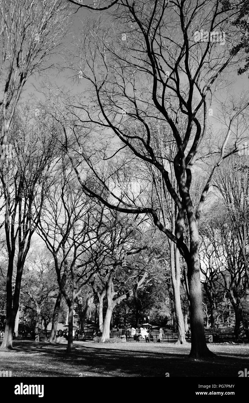 Central Park in the autumn. Manhattan, New York, USA Stock Photo - Alamy