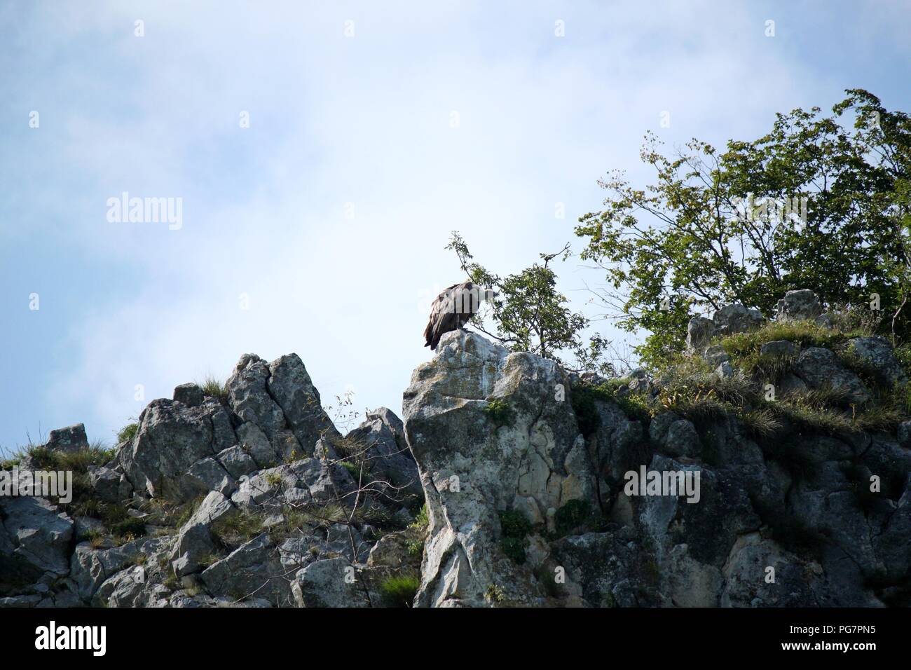 Vulture on rock hi-res stock photography and images - Alamy