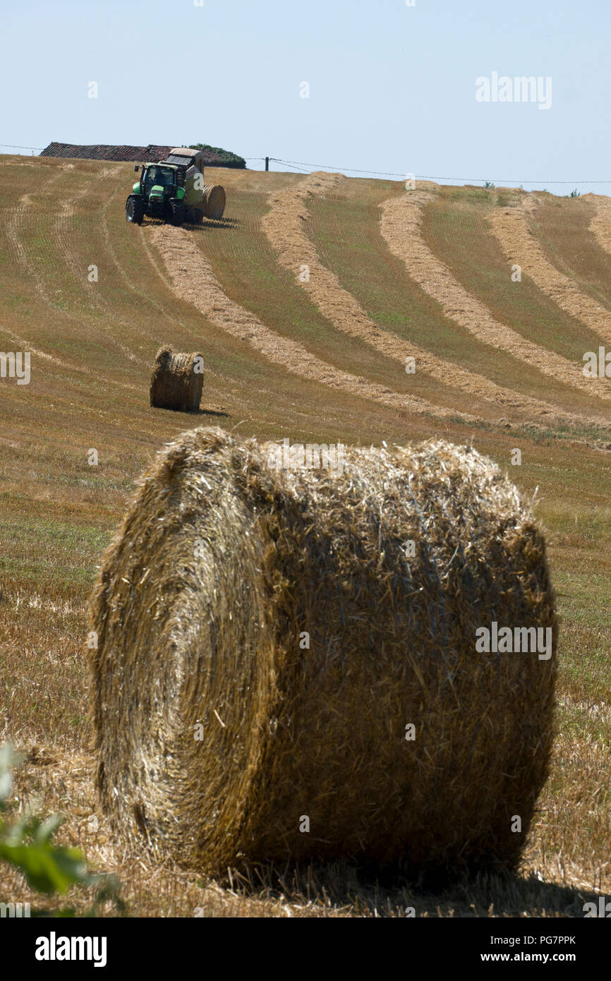 Collecting gathering harvesting hay hi-res stock photography and images ...