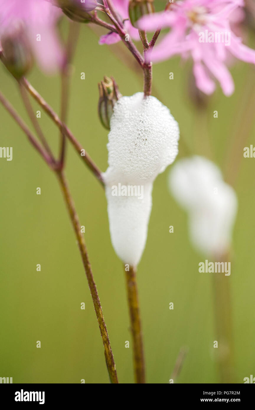 Robin flower hi-res stock photography and images - Alamy