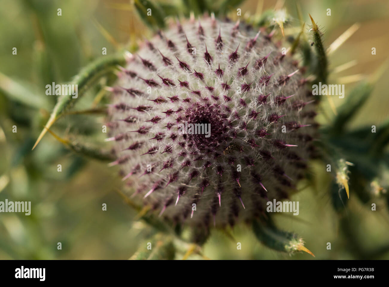 Abstract thistle hi-res stock photography and images - Alamy